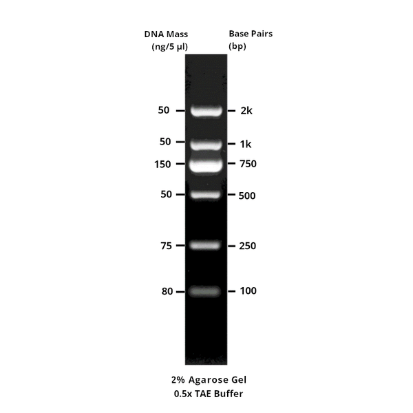 PureView™ PCR DNA Ladder